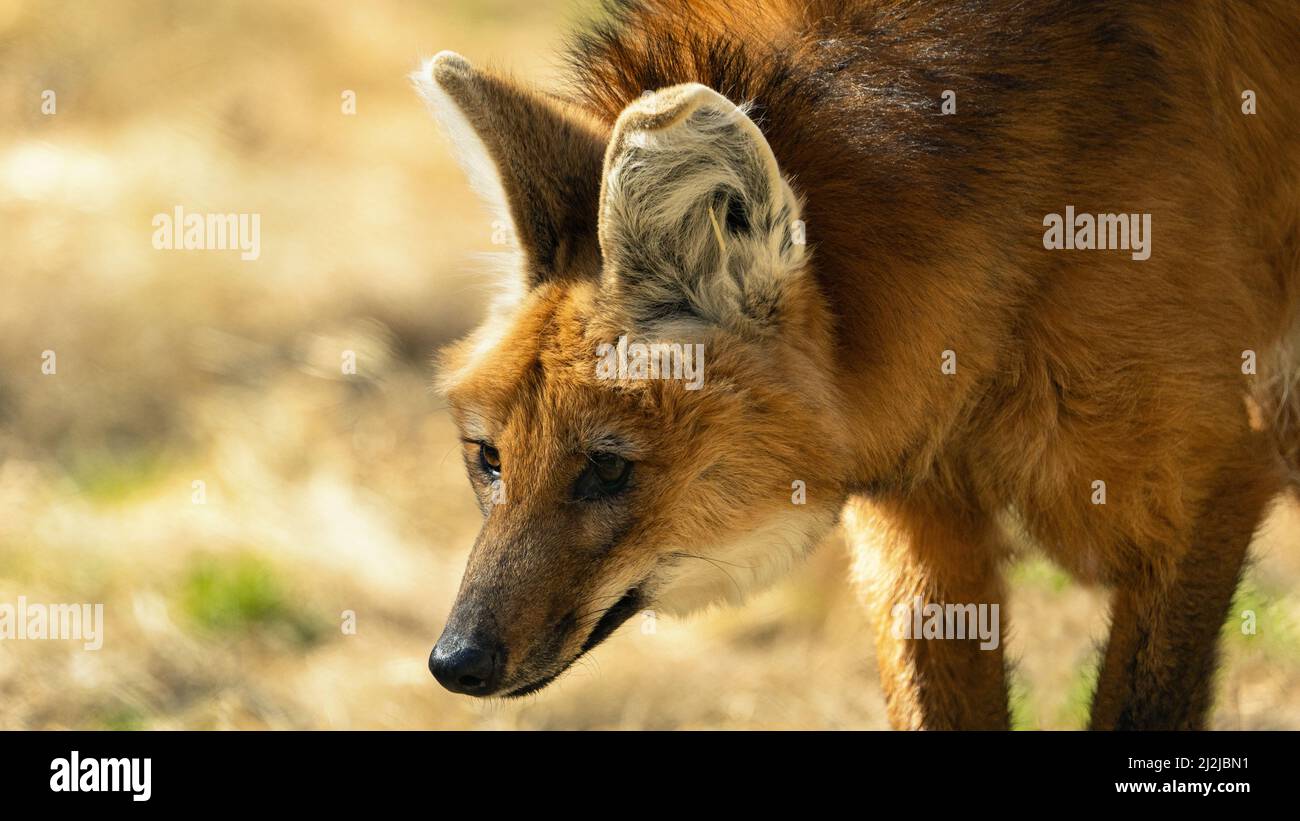 Wolfs eyes hi-res stock photography and images - Alamy