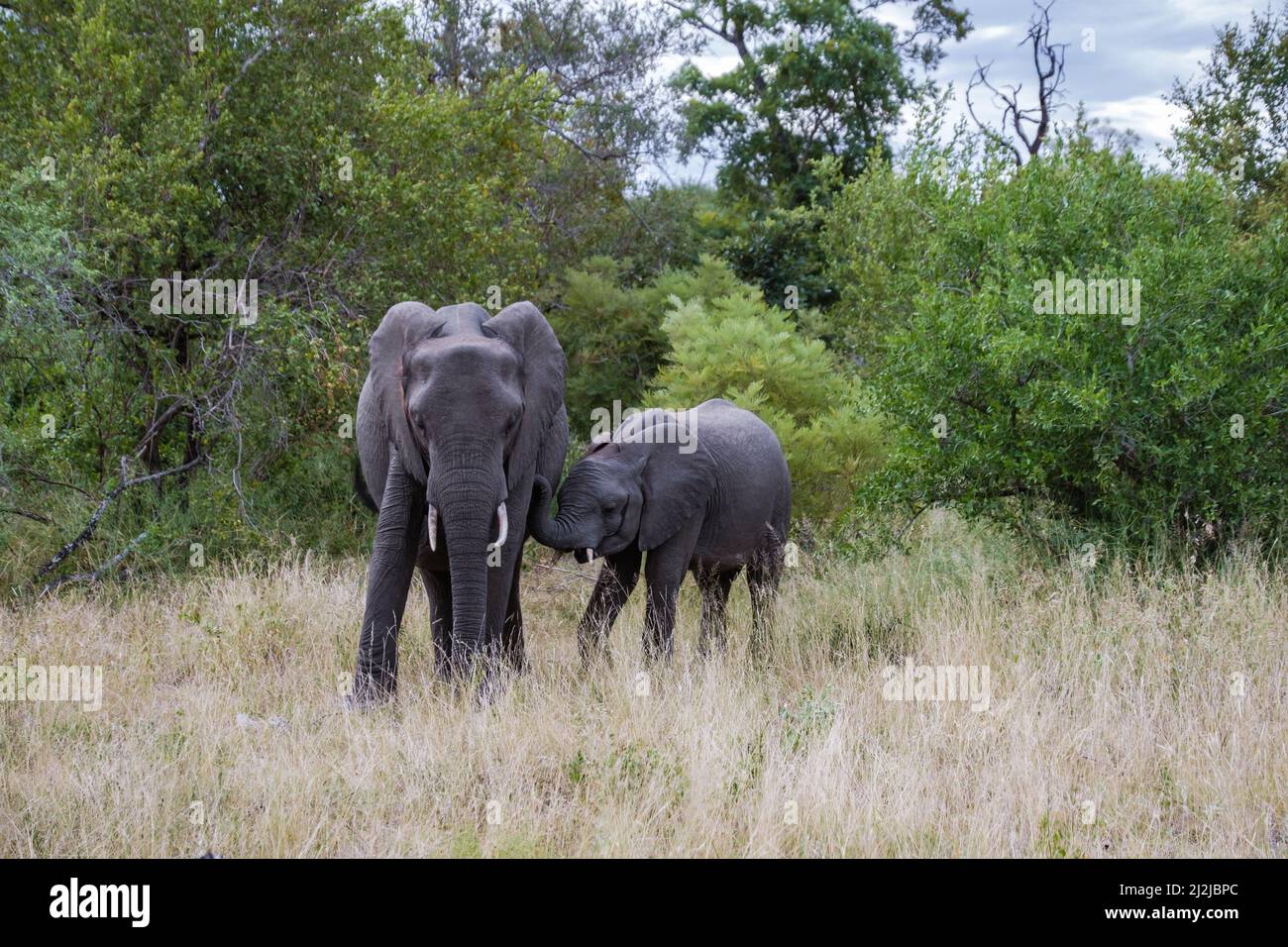 African Elephant in The Klaserie Private Nature Reserve part of the ...