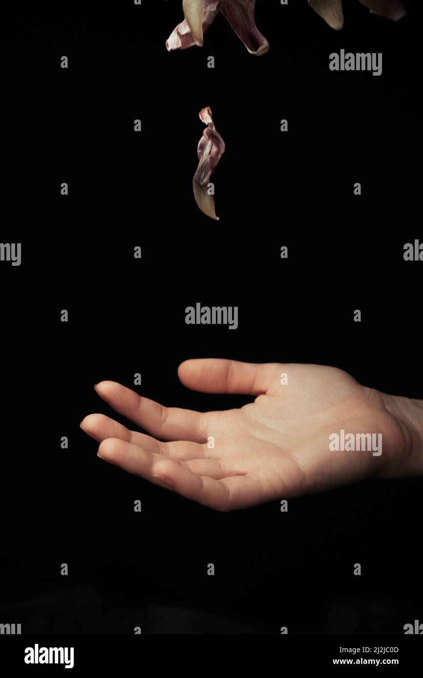 hand on a black background catches falling tulip petals. conceptual ...