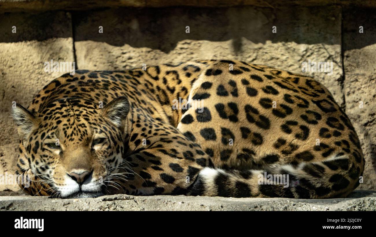Cage jaguar panthera onca hi-res stock photography and images - Alamy