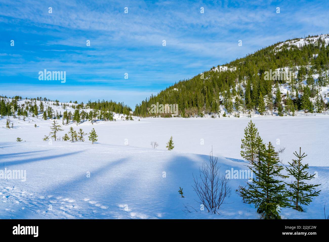 Winter landscape in snow covered Bymarka nature reserve in Trondheim ...