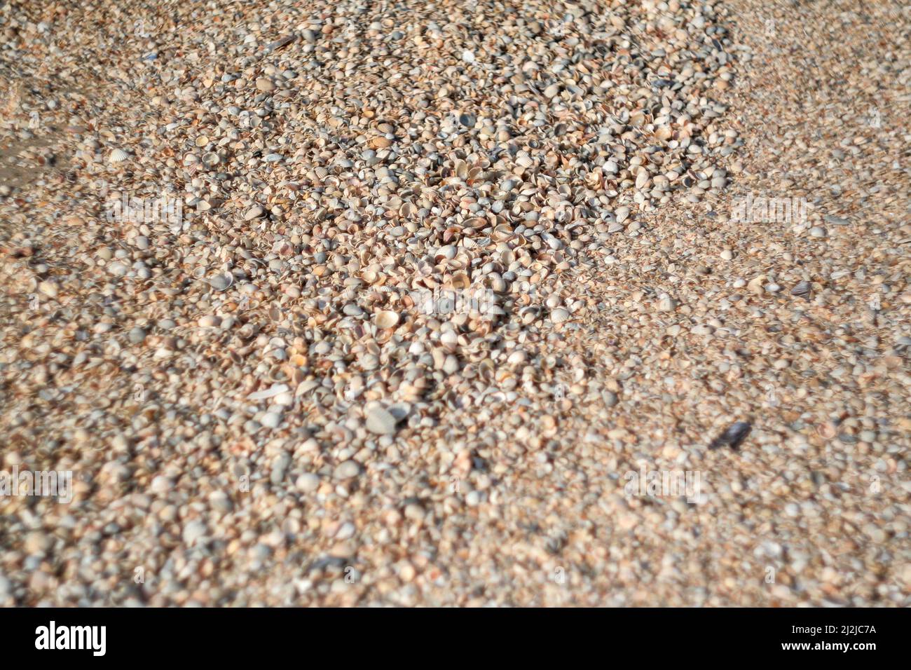 Thousands small seashells on sand beach, top view. Shell beach ...
