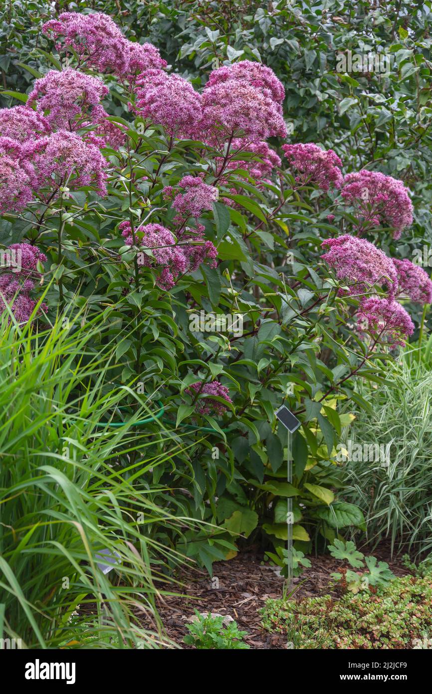 Lush flowering bushes of Posconic, eupatorium, in the flowering season ...