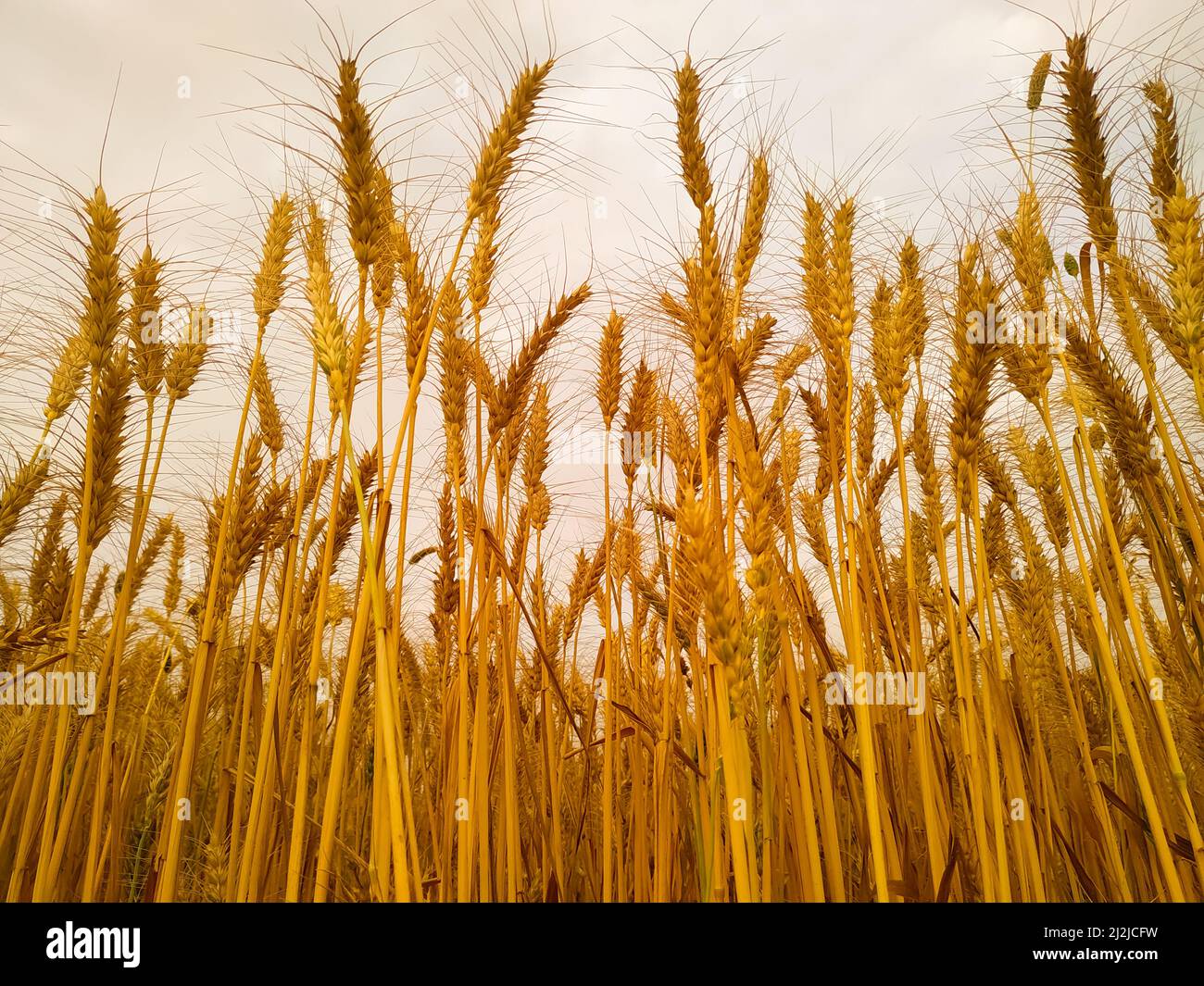 The close-up shot of a golden wheat wave in a field Stock Photo - Alamy