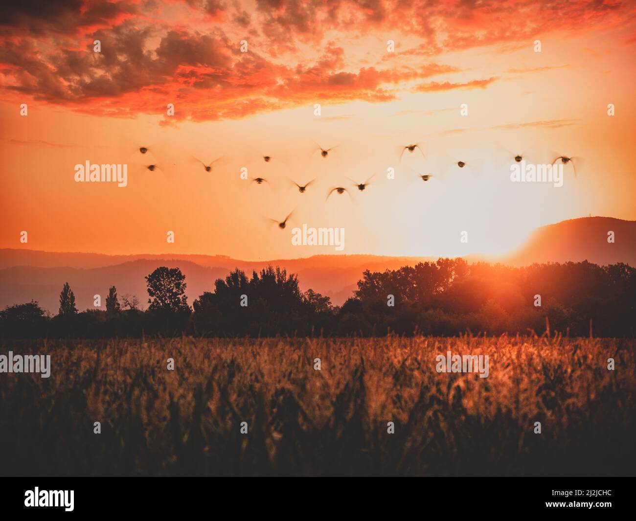 A mesmerizing view of flying birds over green field and mountains with ...