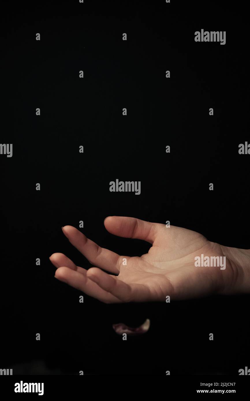 hand on a black background catches falling tulip petals. conceptual ...