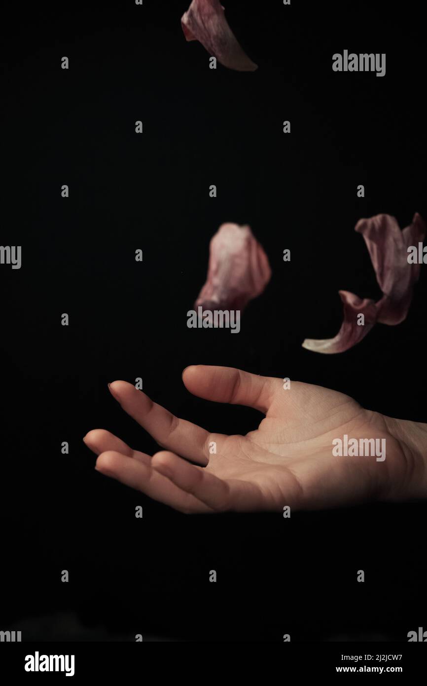 hand on a black background catches falling tulip petals. conceptual ...