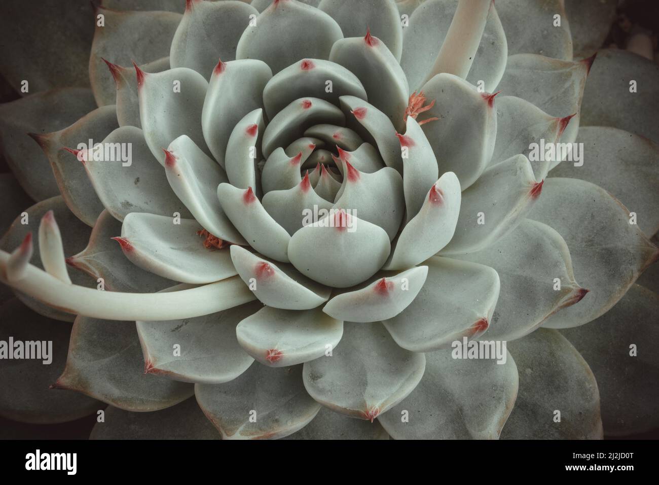 Echeveria succulent hi-res stock photography and images - Alamy
