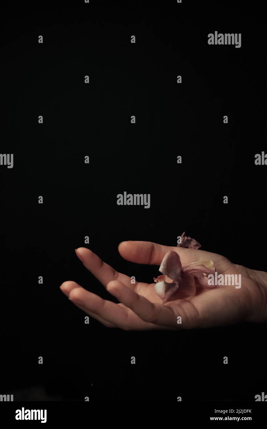 hand on a black background catches falling tulip petals. conceptual ...