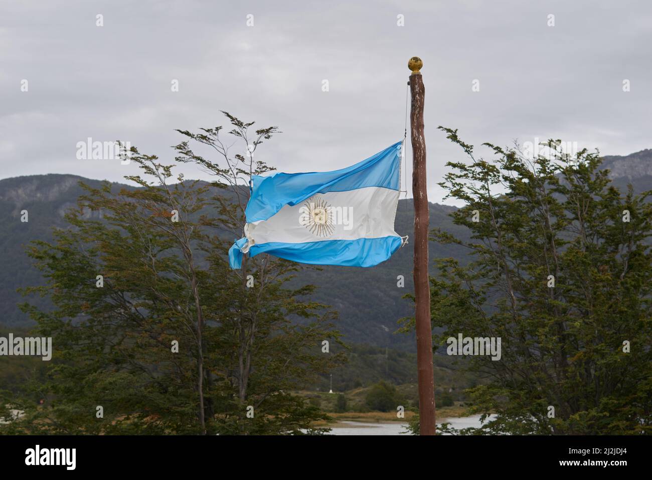The flag of Argentina with trees and a mountain in the background Stock ...