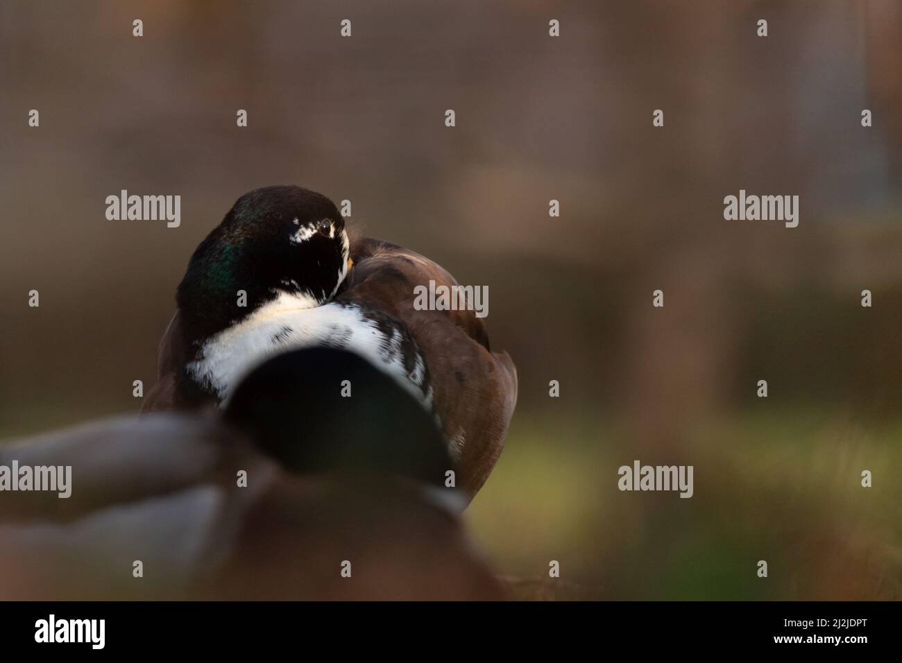 Curled beak hi-res stock photography and images - Alamy