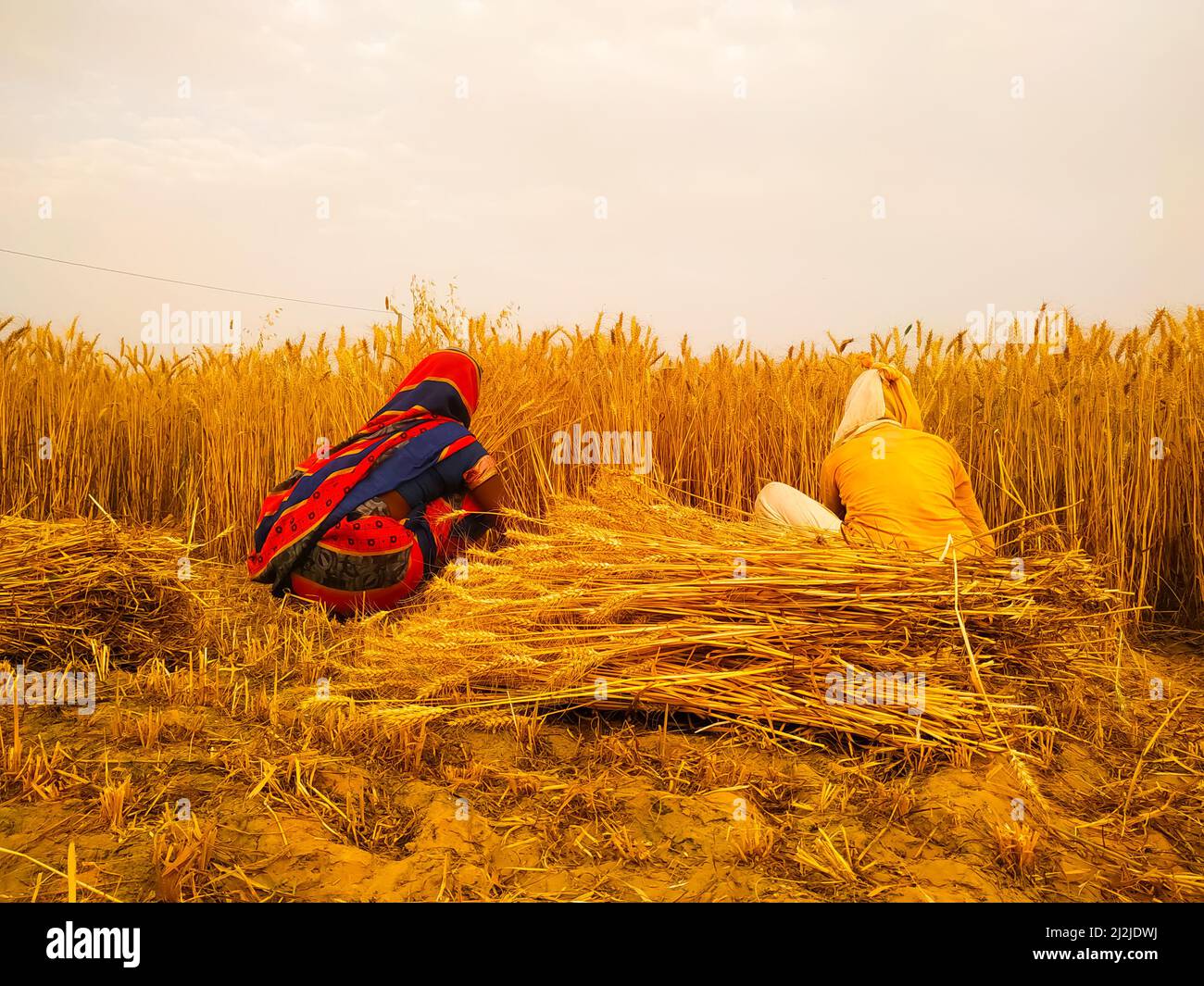 The beautiful scene of two black Indian women picking up wheat Stock ...