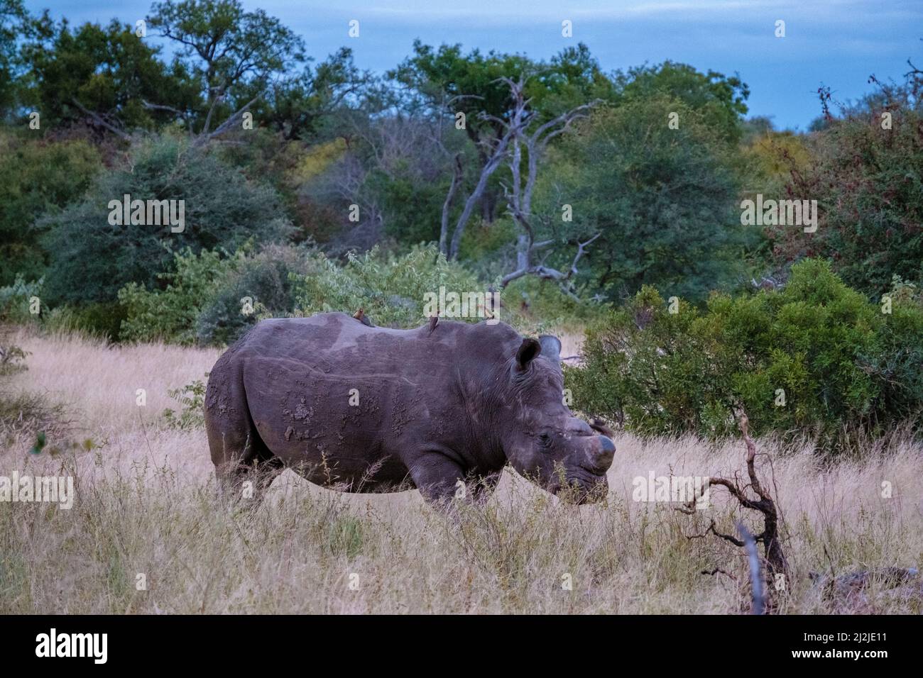 White rhino in the bush of Family of the Blue Canyon Conservancy in ...