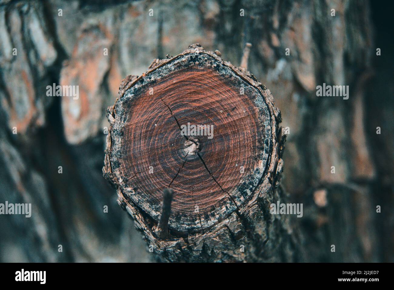 Cuted tree hi-res stock photography and images - Alamy