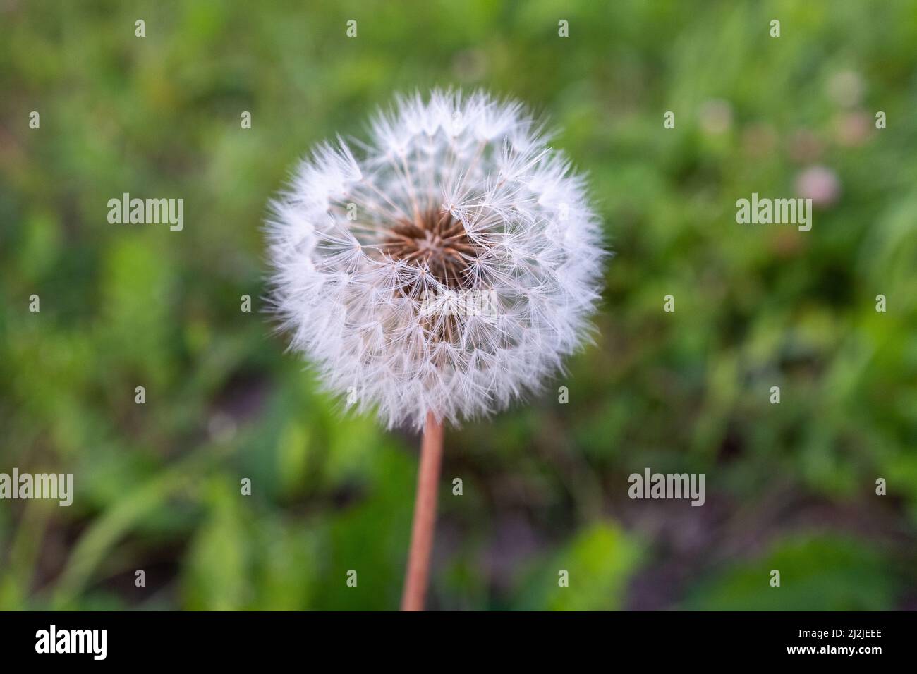 A single fluffy dandelion on a blurred green background. Side view of ...
