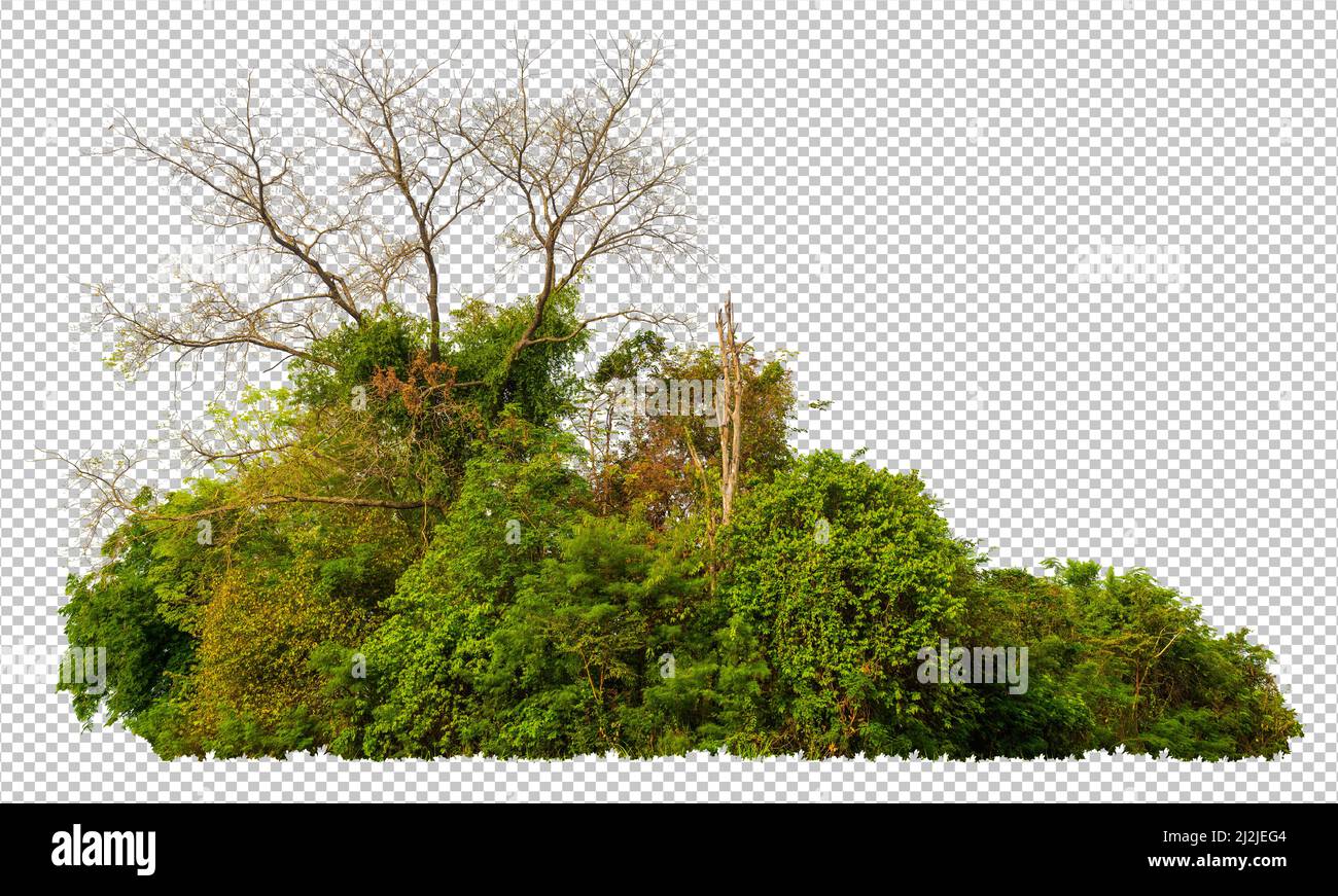 High resolution forest cape take by panorama technique for shape and ...