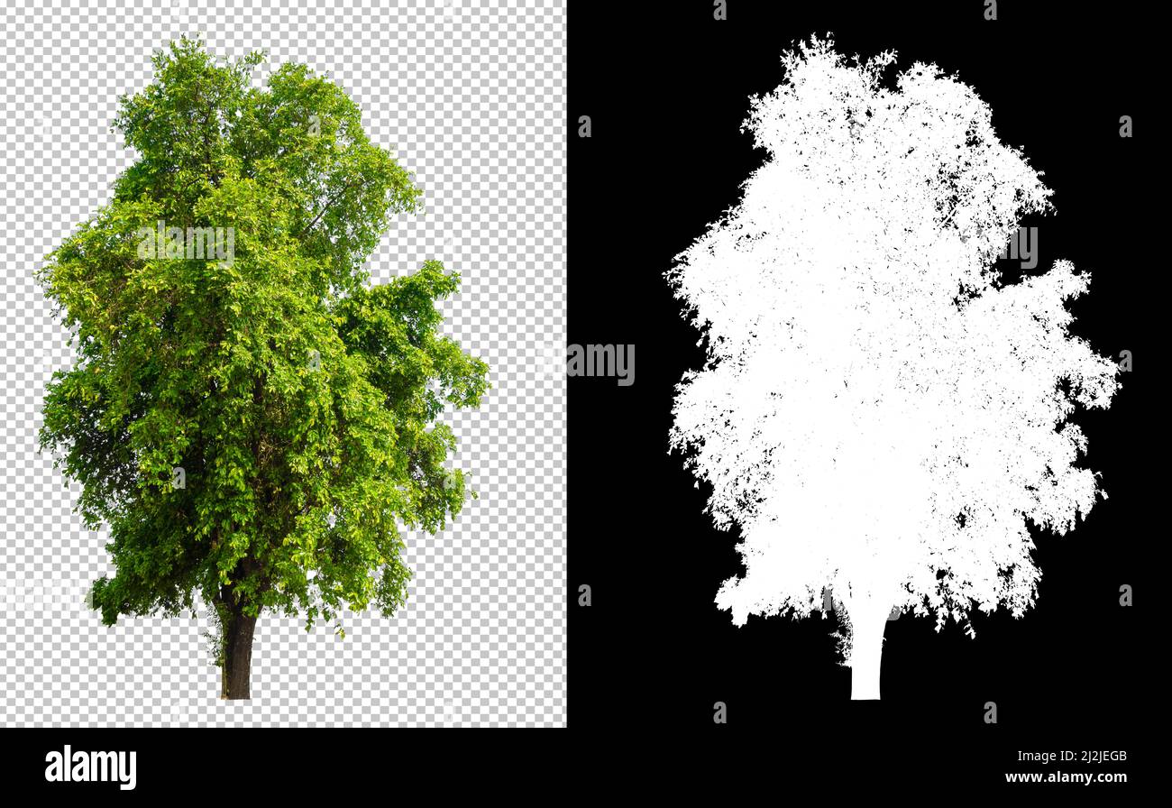 Tree cut out from original background, transparent background picture ...