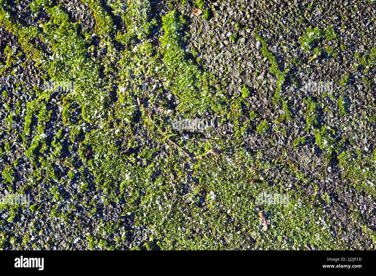 Asphalt surface with green moss on a forest road Stock Photo - Alamy