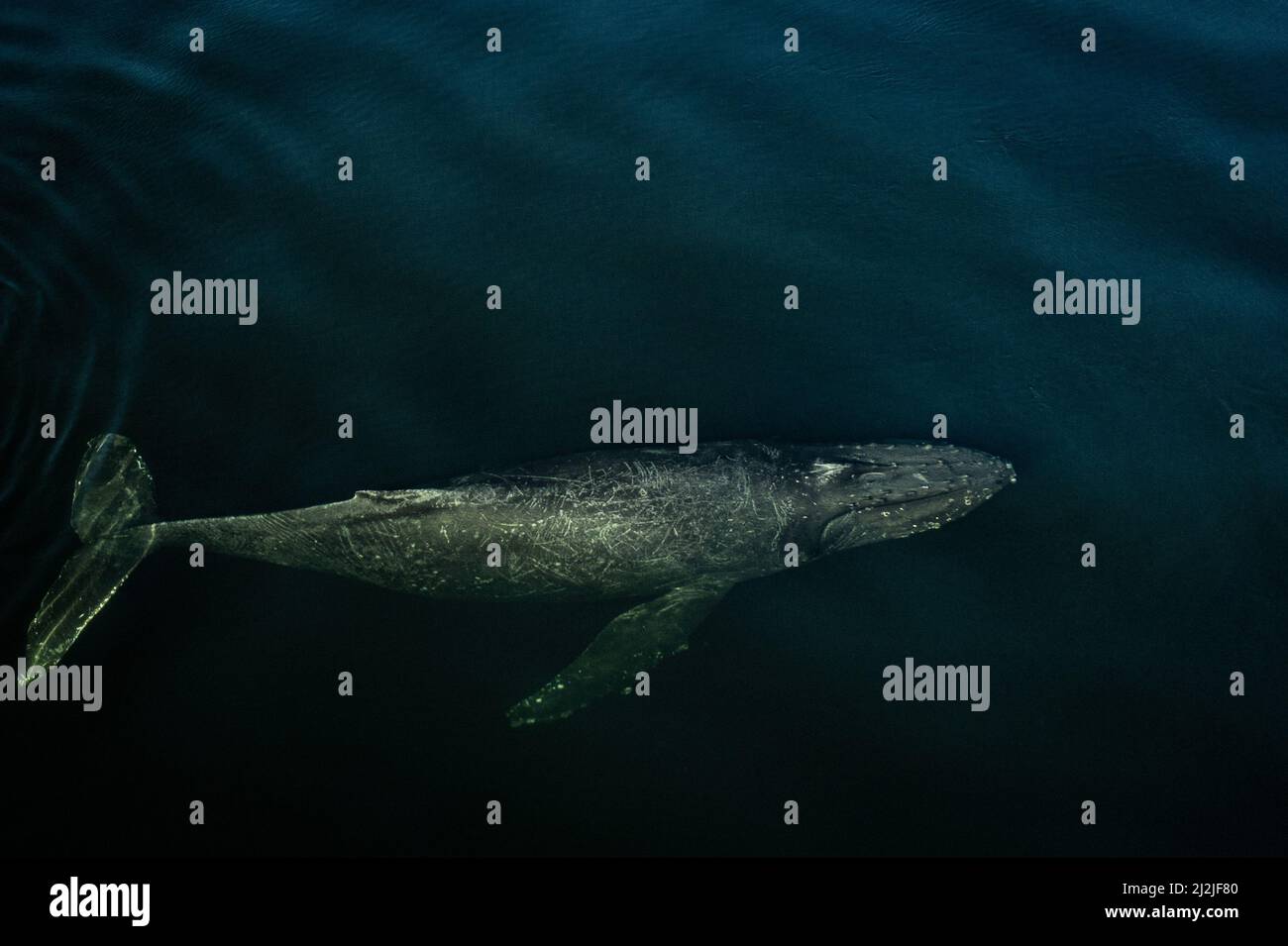 Water wheel in egypt hi-res stock photography and images - Alamy