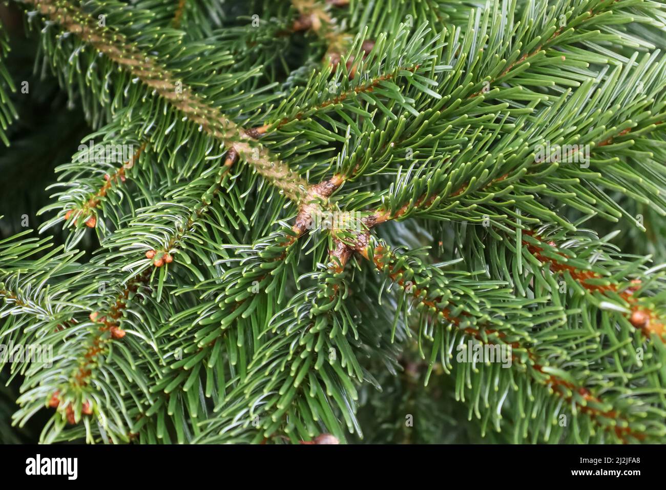 Paws needle hi-res stock photography and images - Alamy