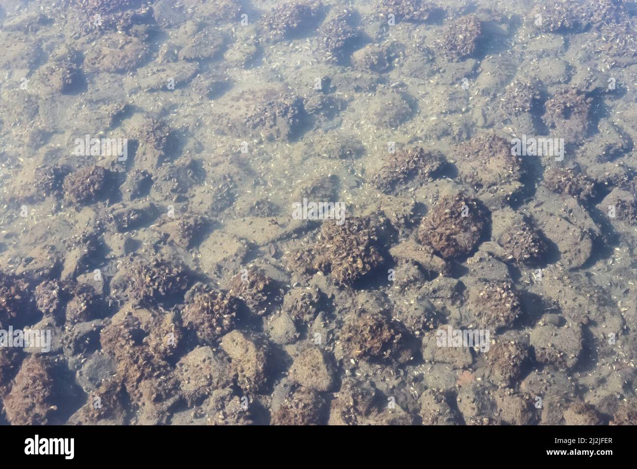 Water surface with waves and ripples and the sunlight reflecting light ...