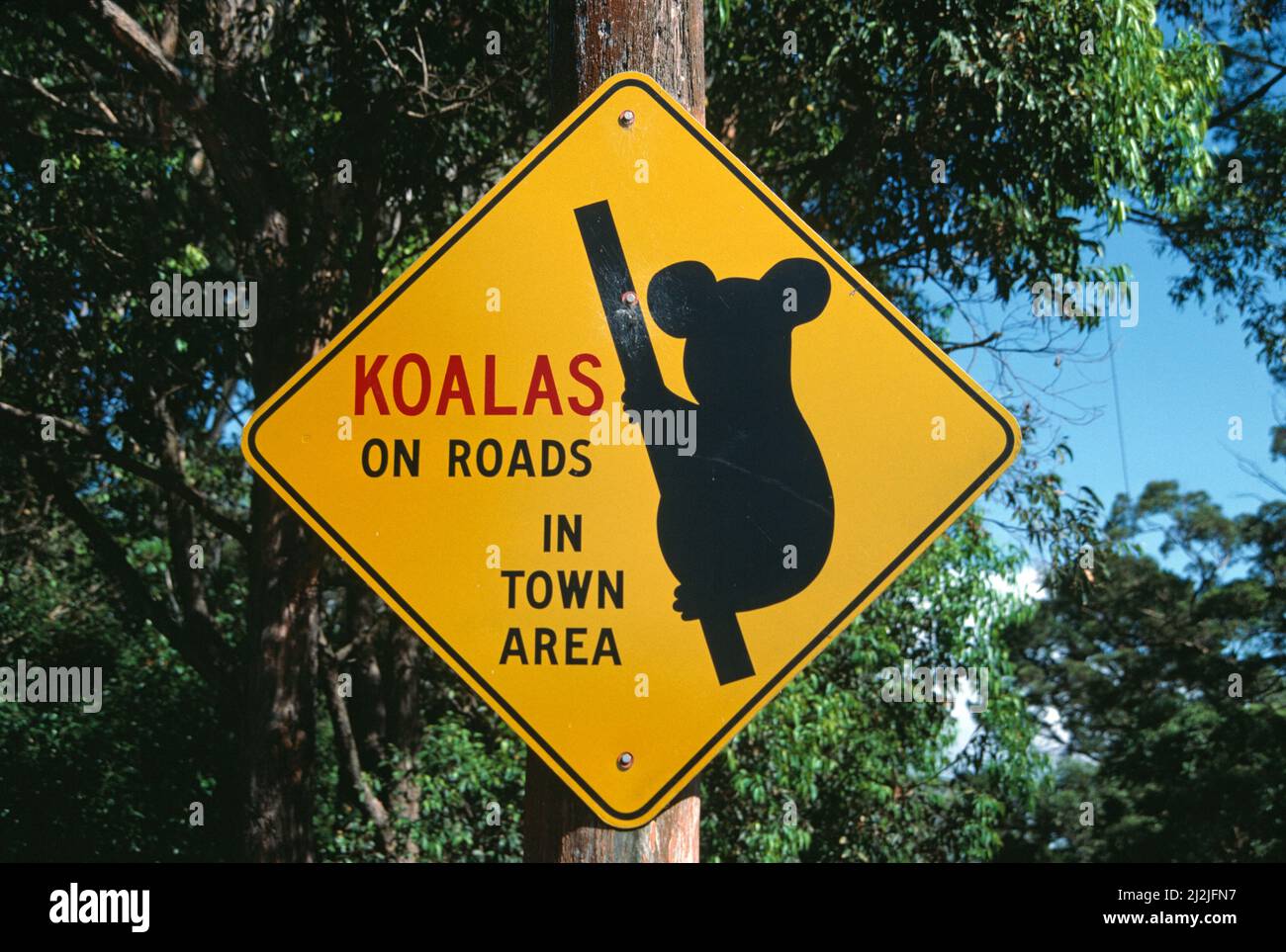 Australia. New South Wales. Central Coast region. Sign. Koalas on roads ...