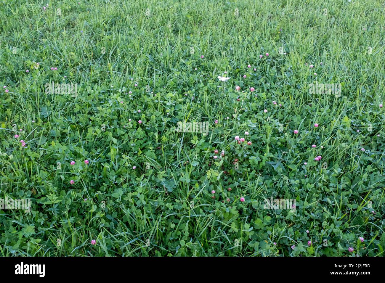 Field of mown green grass, top view. The texture of the mown green ...