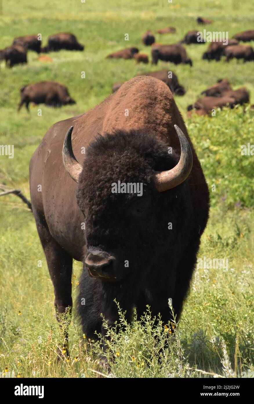 Large bison in the foreground and bison herd in the background Stock ...