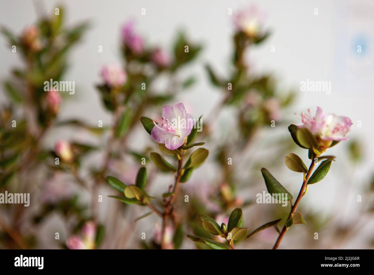 Twigs with the first spring flowers. Small white flowers and green ...
