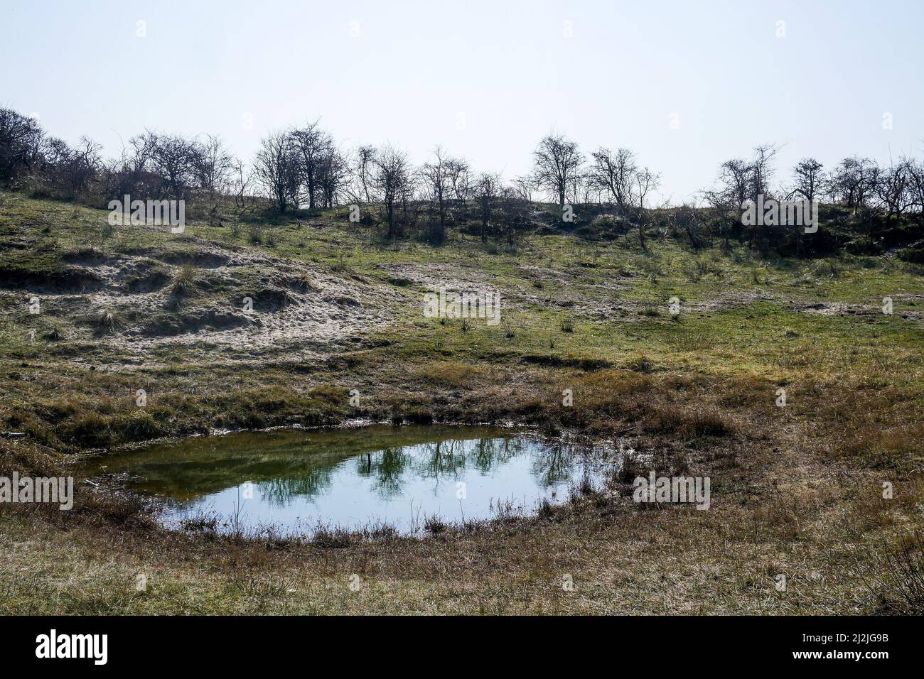 Wetland, Dewulf dune, Leffrinckoucke, Nord, Hauts-de-France, France ...
