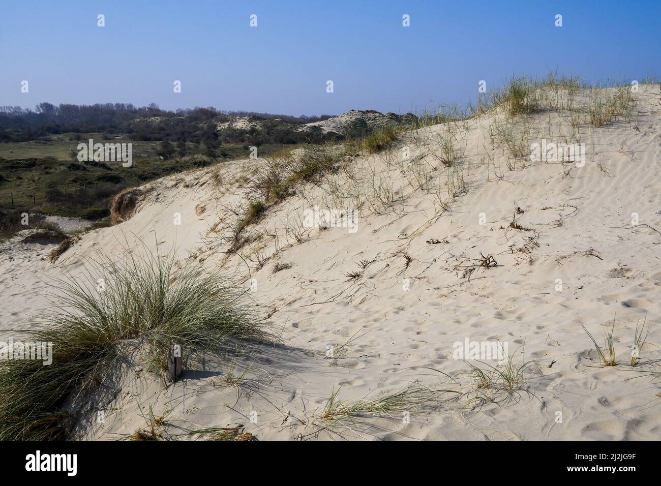 Dune Dewulf, Leffrinckoucke, Nord, Hauts-de-France, France Stock Photo ...