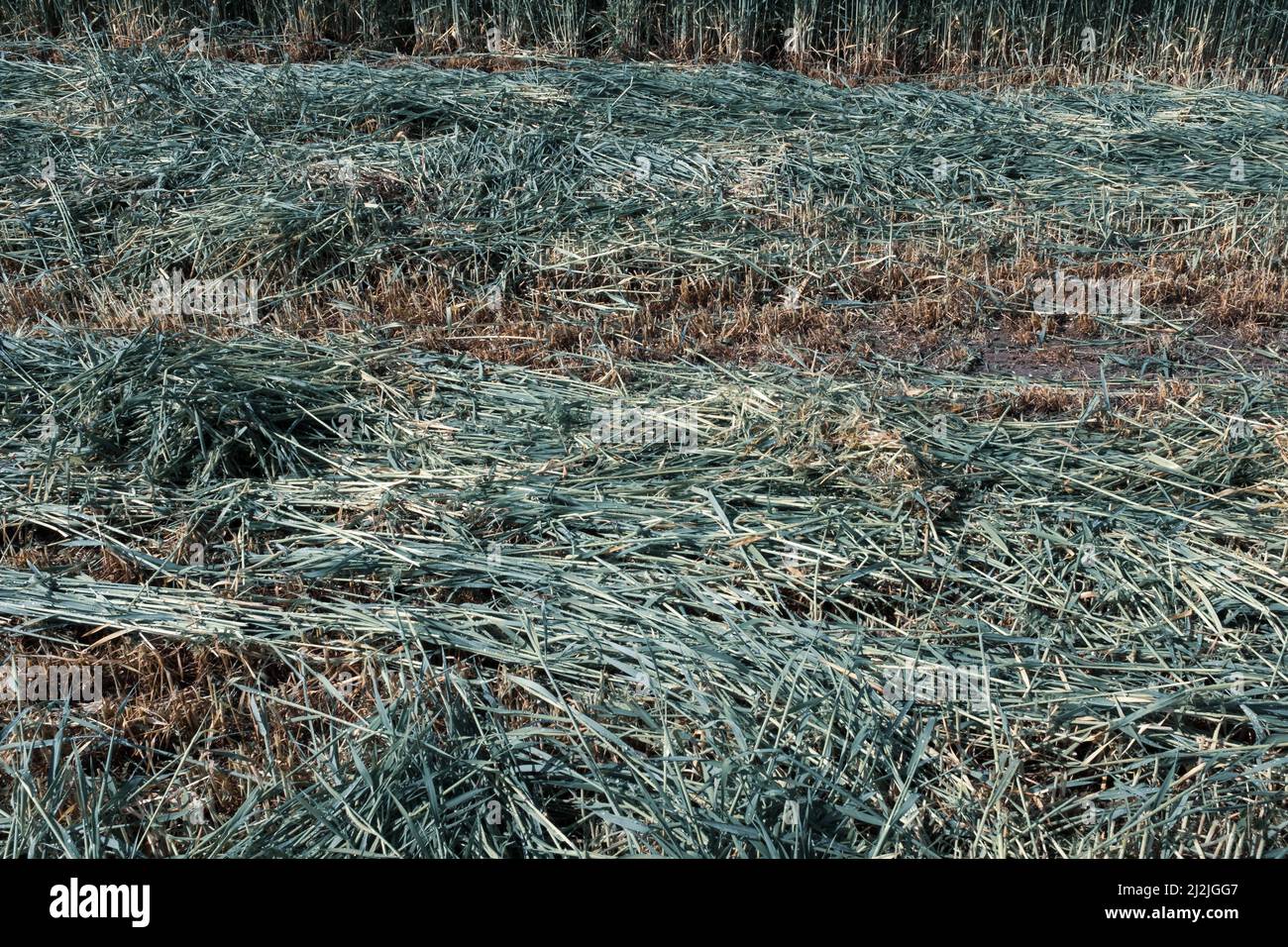 Field of mown grass, selective focus. The texture of the mown meadow ...