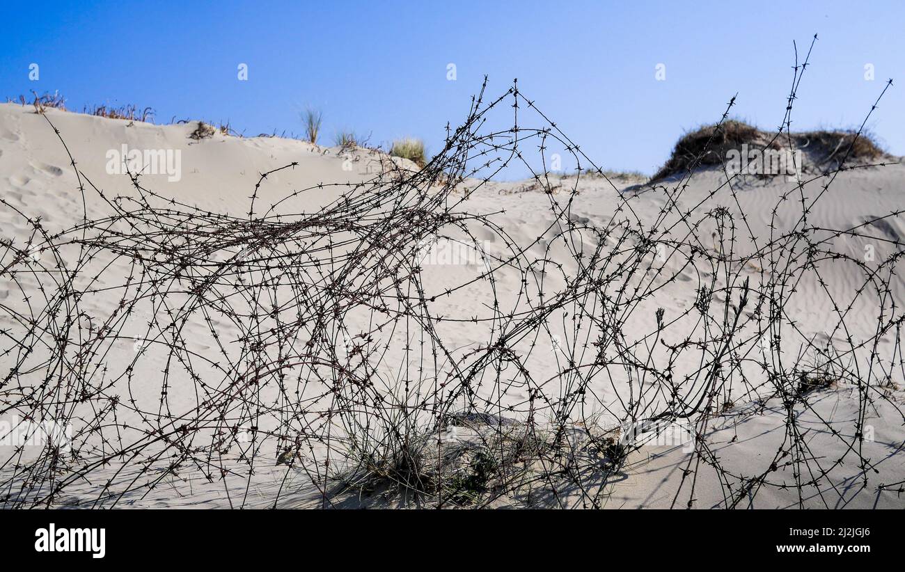 Rusted WWII barbed wire fence, Leffrinckoucke, Nord, Hauts-de-France ...