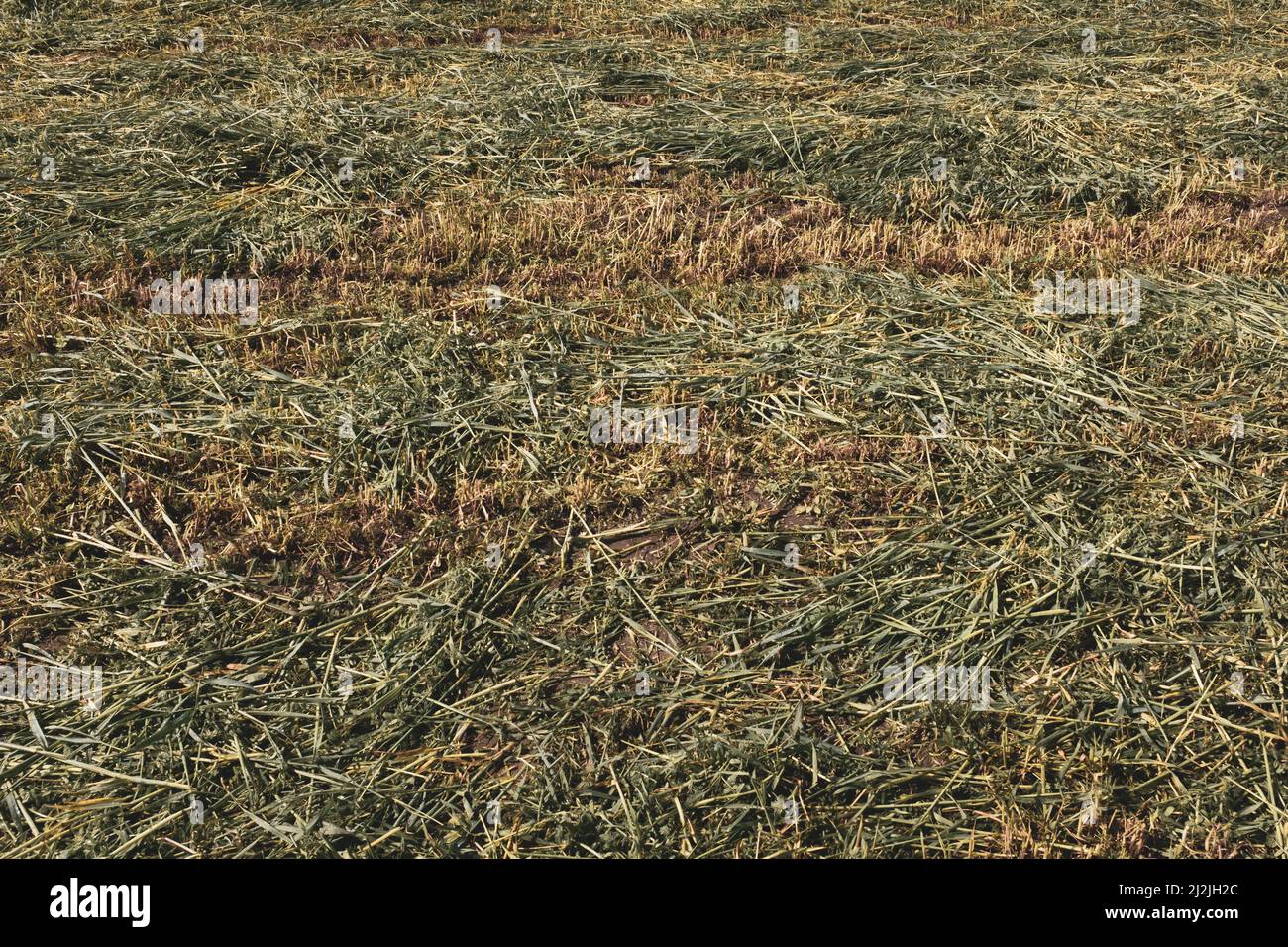 Field of mown grass. The texture of the mown grass, background for post ...