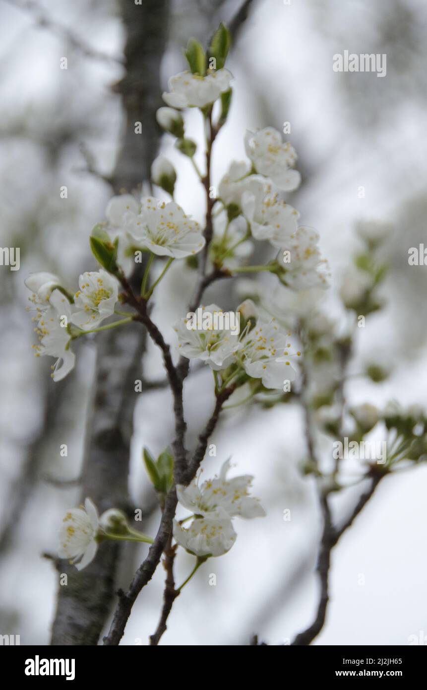 A vertical shot of a blossom tree in a garden Stock Photo - Alamy