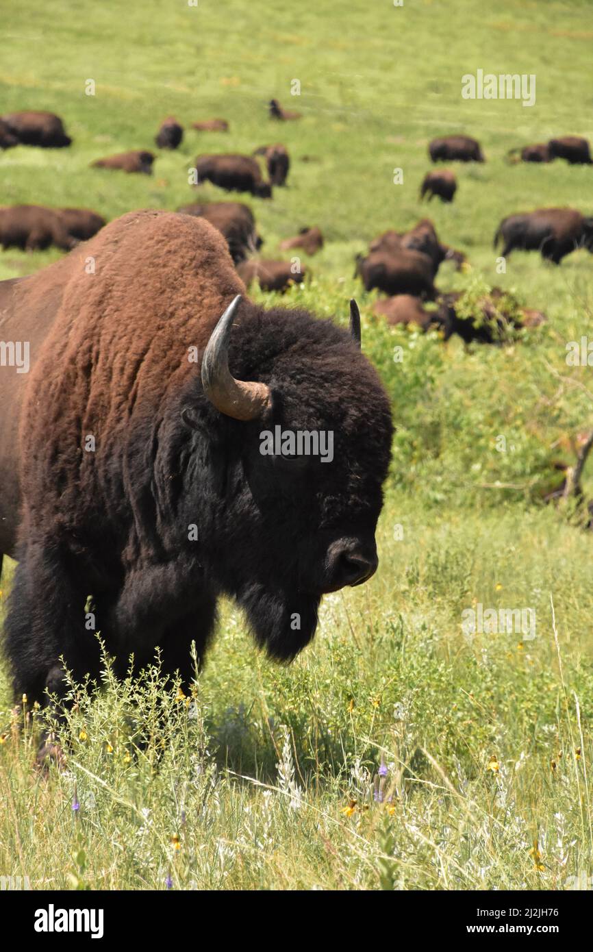 An American bison with a herd in a grass filled field in the summer ...