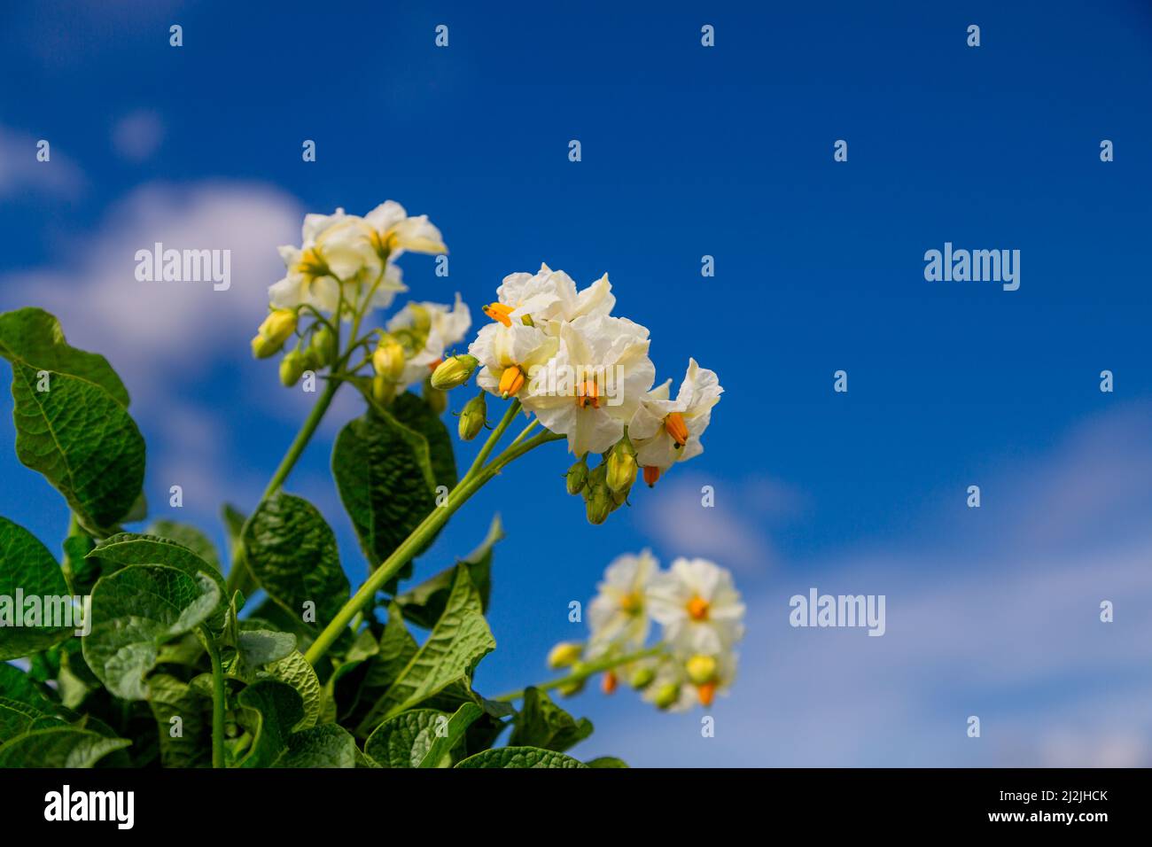Close up white flower of potato crop Stock Photo - Alamy