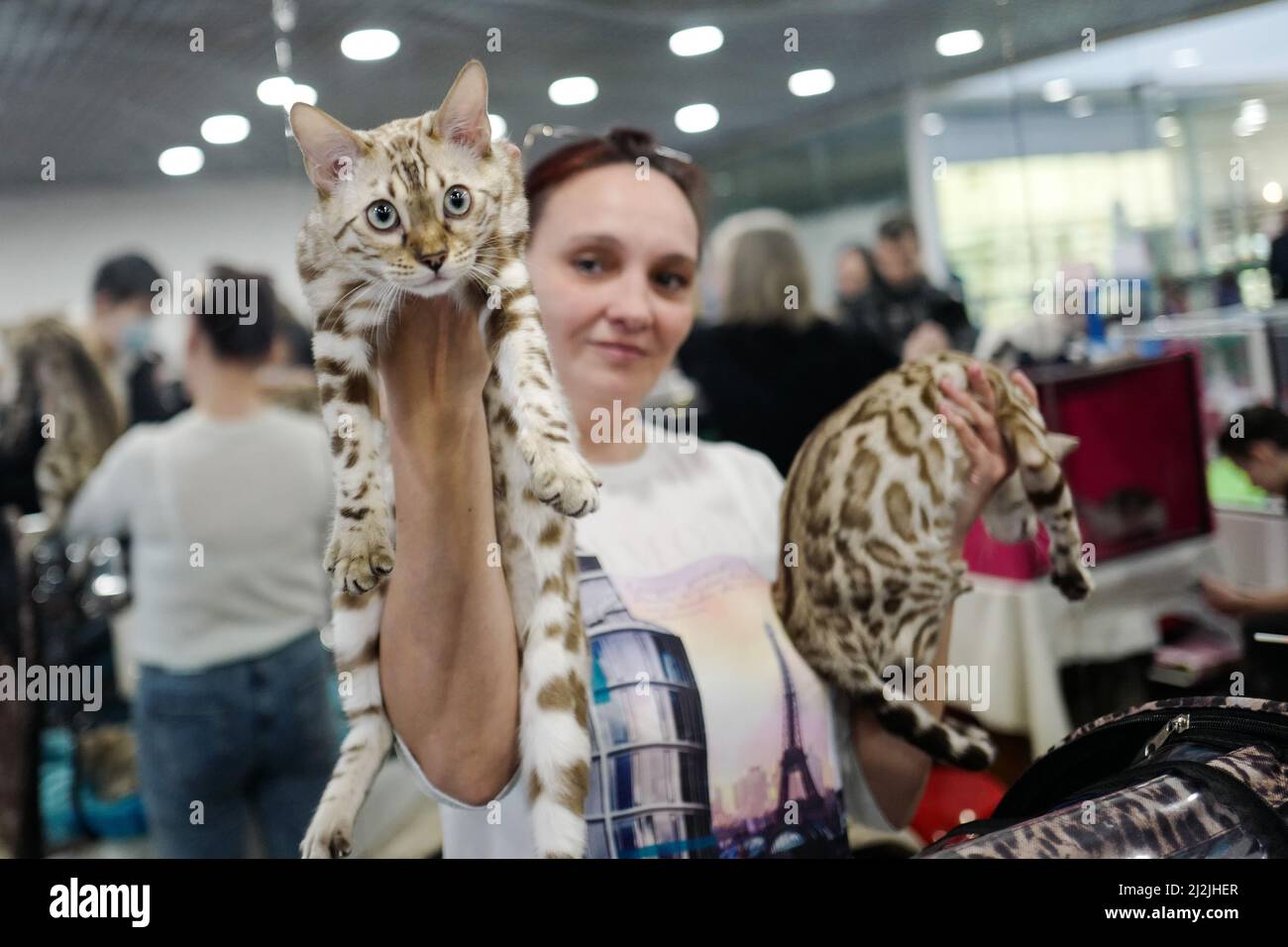 Moscow, Russia. 2nd Apr, 2022. A woman shows cats during a cat show in ...