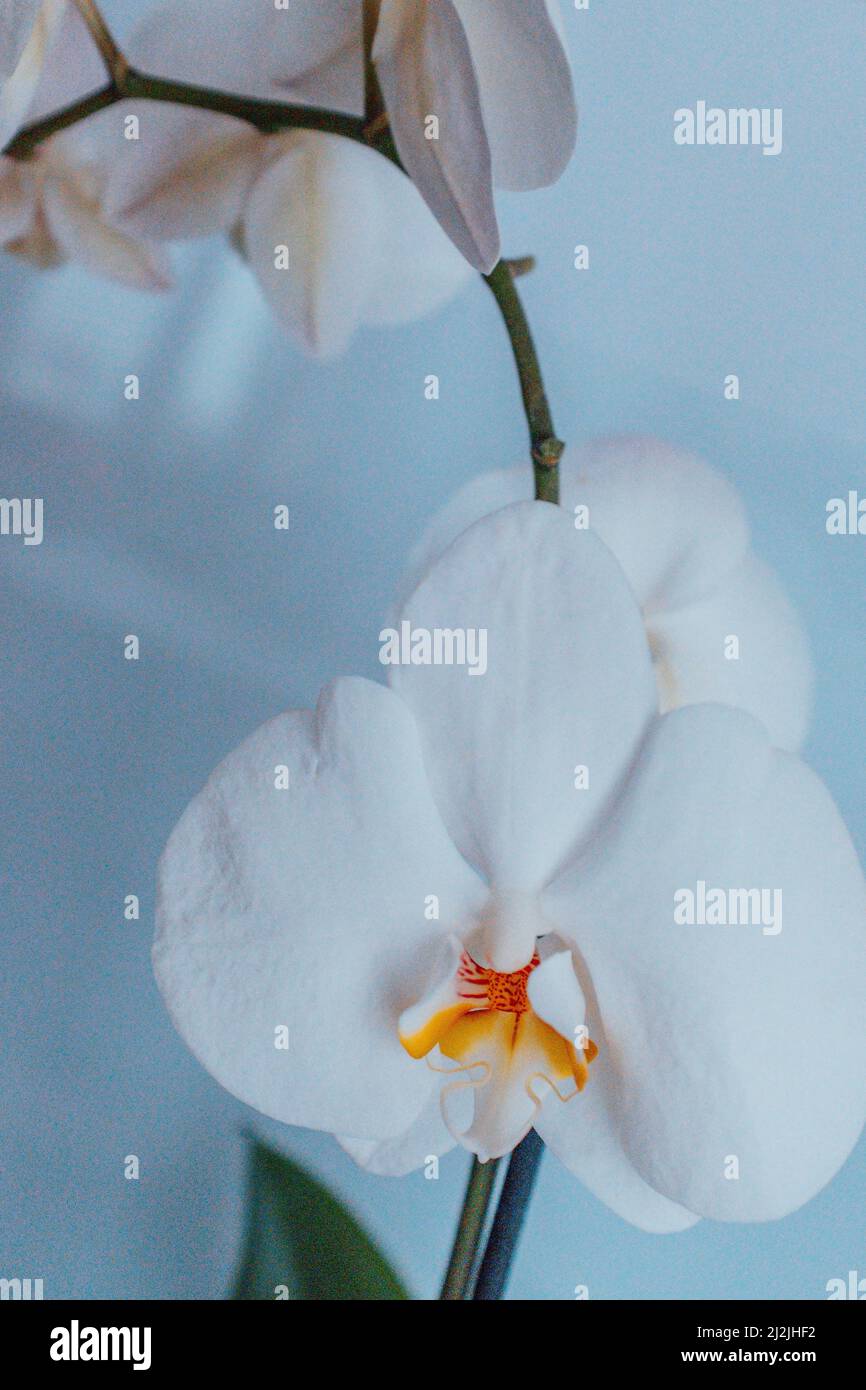 White orchid flower on light blue background, close up. Phalaenopsis ...