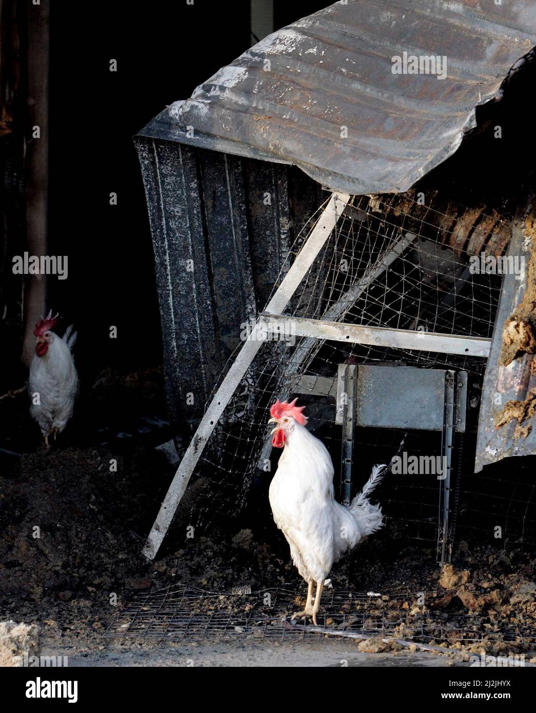 Honseri hi-res stock photography and images - Alamy