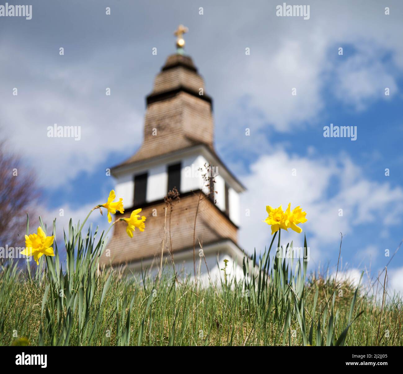 Narcissus pseudonarcissus (commonly known as wild daffodil or Lent lily ...