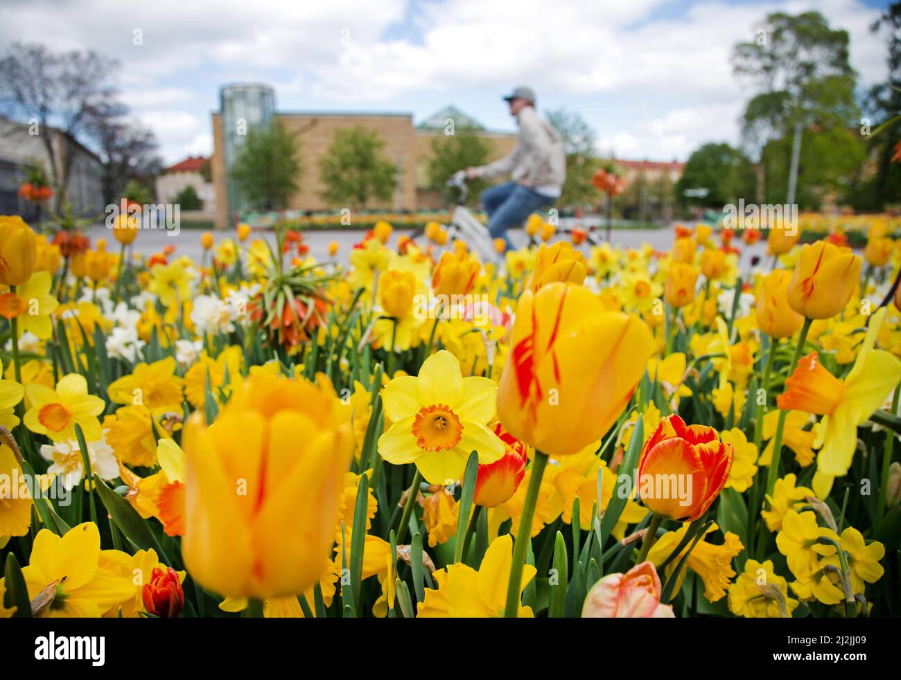 Narcissus pseudonarcissus (commonly known as wild daffodil or Lent lily ...