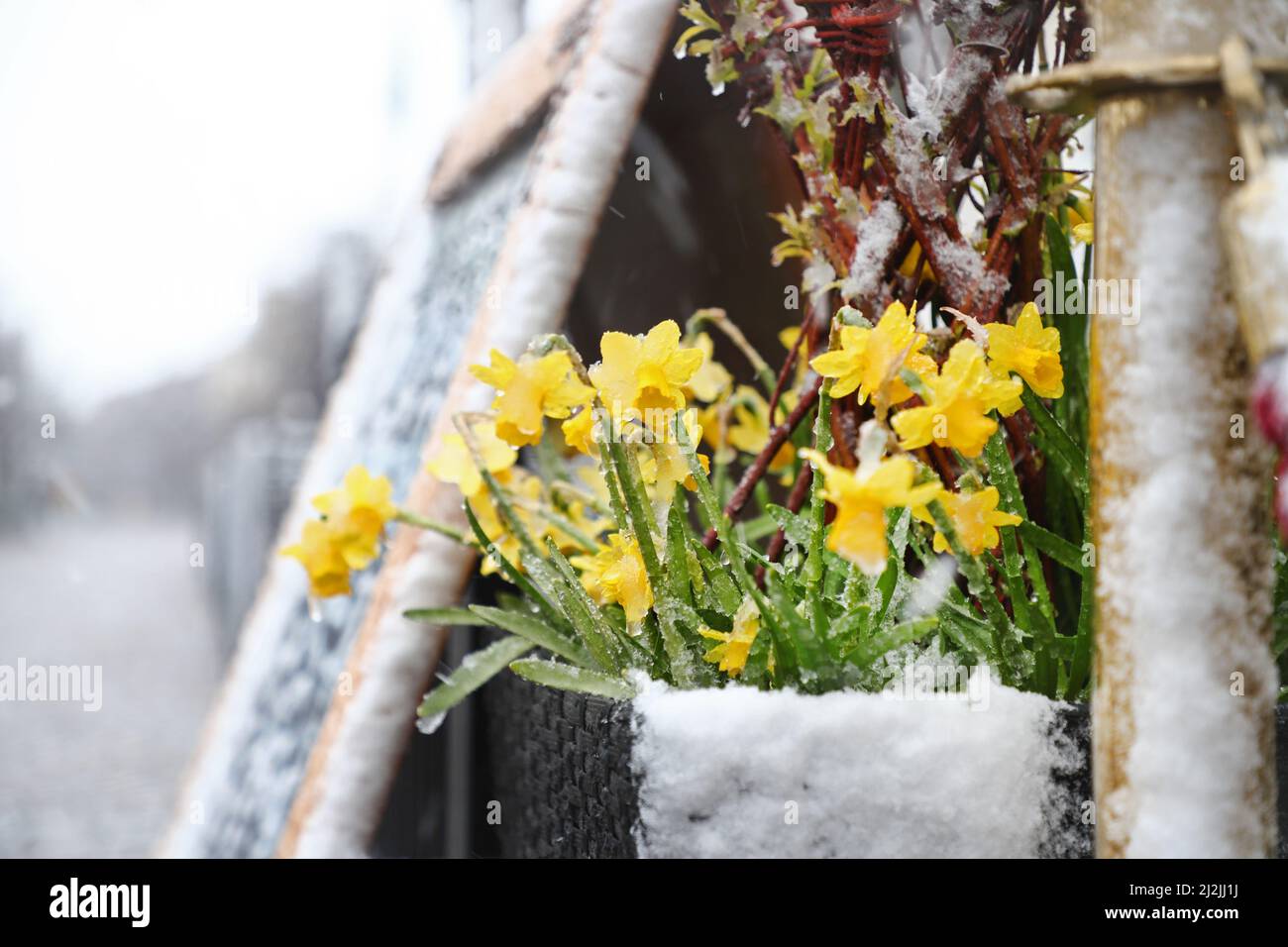 Narcissus pseudonarcissus (commonly known as wild daffodil or Lent lily ...