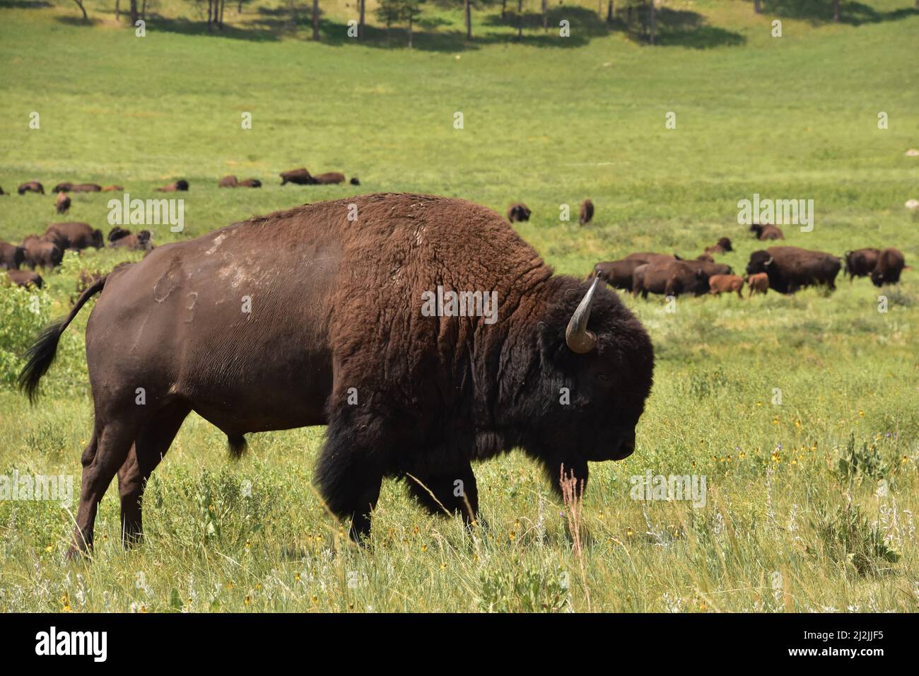 Large herd of bison migrating and grazing in a grass field Stock Photo ...