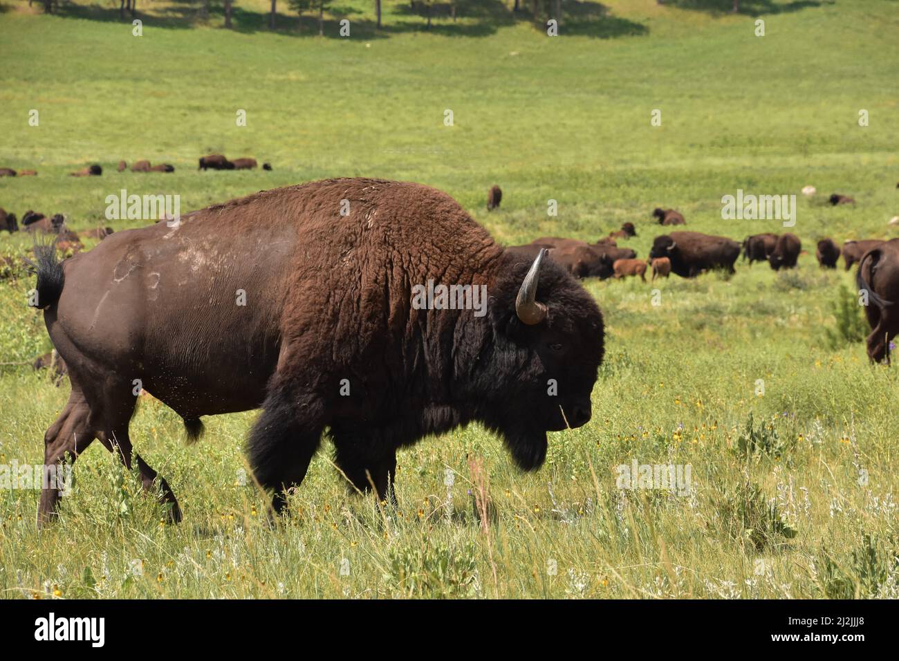 Very large herd of American buffalo grazing in a grass filled field ...