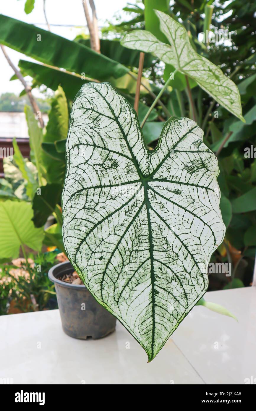 Caladium white wing hi-res stock photography and images - Alamy