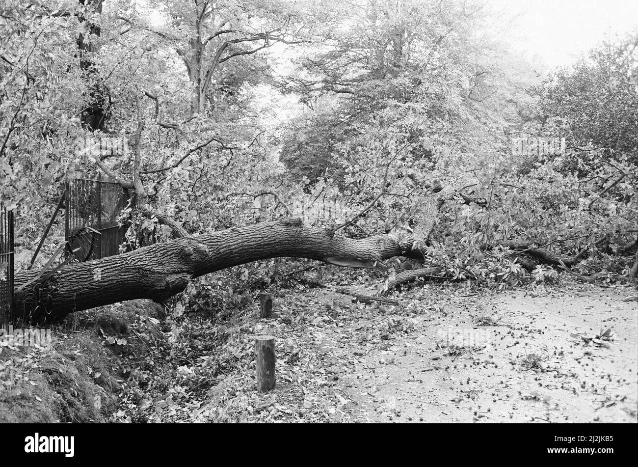 Great storm 1987 surrey Black and White Stock Photos & Images - Alamy