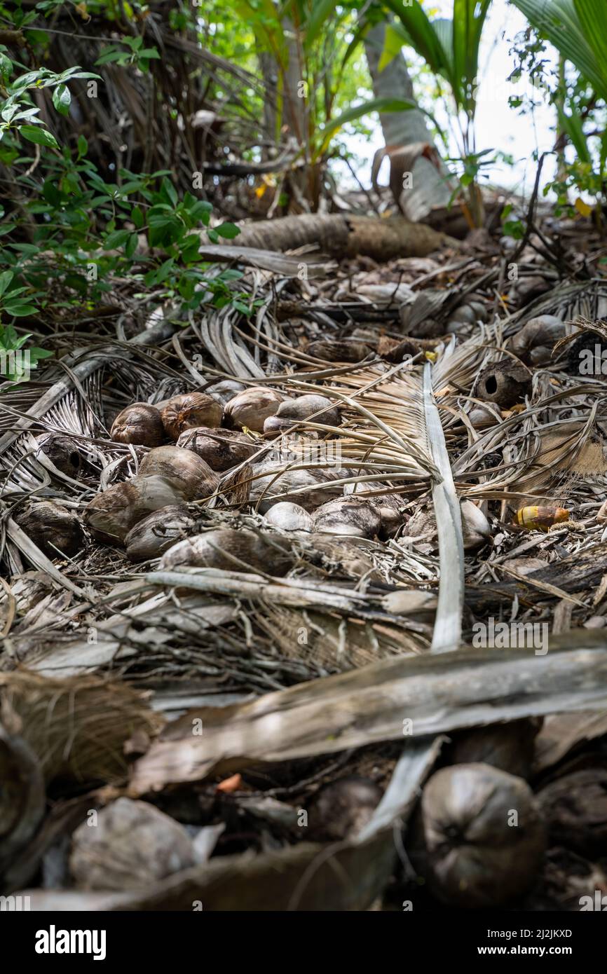 A view of old rotten coconut on the ground Stock Photo - Alamy