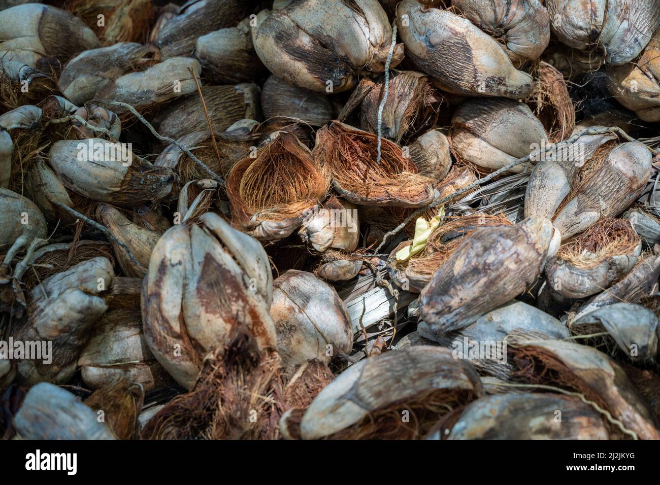 A view of old rotten coconut on the ground Stock Photo - Alamy