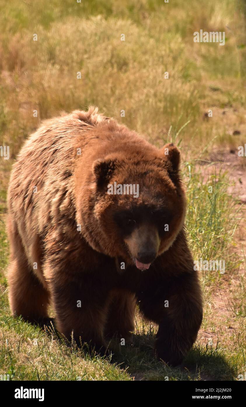 Black bear in grassy field hi-res stock photography and images - Alamy